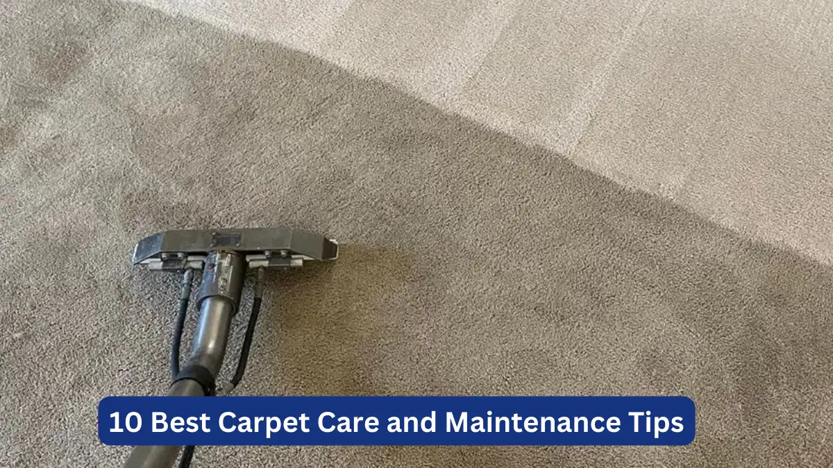 10 Best Carpet Care and Maintenance Tips in 2024